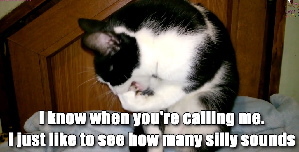 Calling A Cat - Lory's Cats