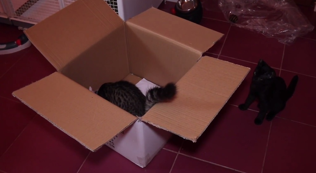 Cat Logic - Boxes Are The Best - Lory's Cats