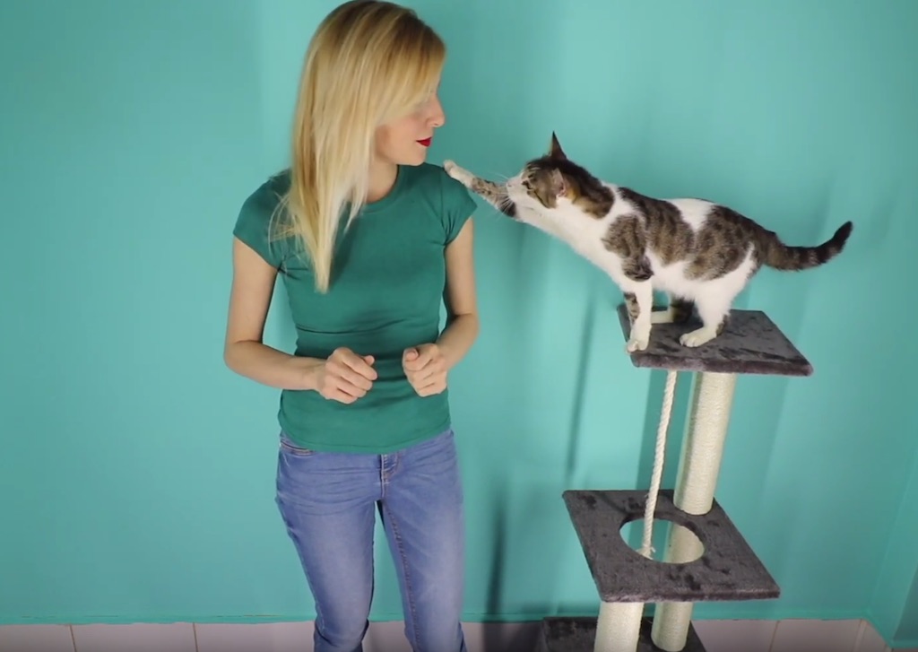 Teaching Your Cat To Vocalize on Command - Lory's Cats Teaching Your Cat To Vocalize on Command - Lory's Cats